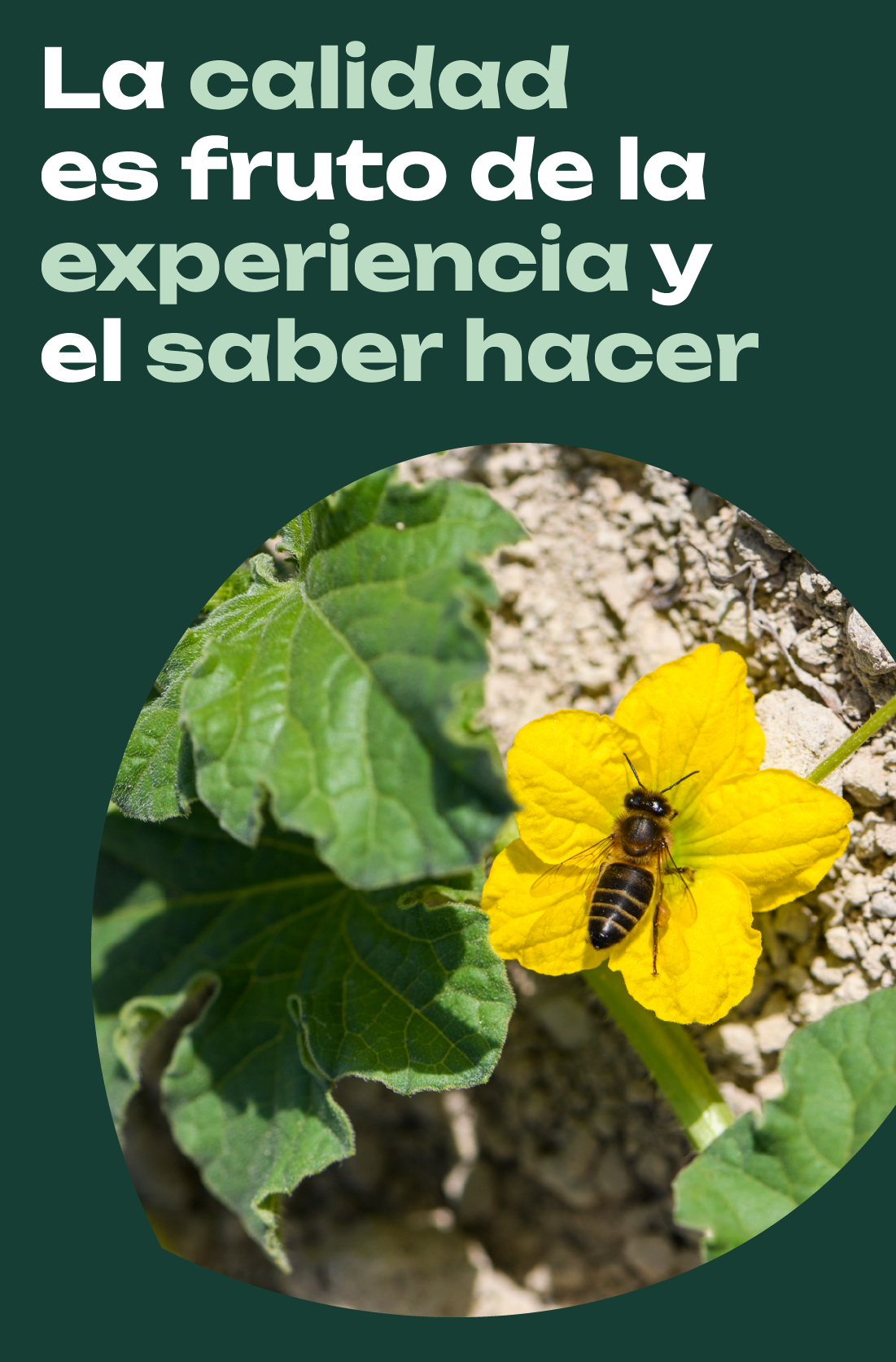 Fruca. | Recrea Branding